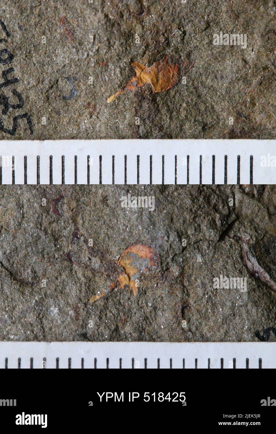 Undet homalozoa animalia hi-res stock photography and images - Alamy