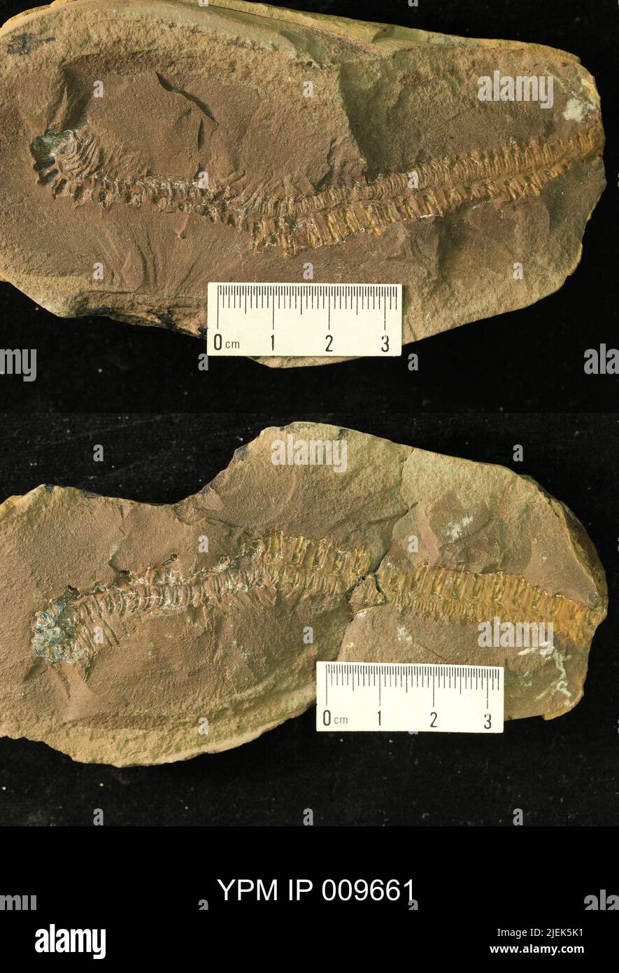 Armigera hi-res stock photography and images - Alamy