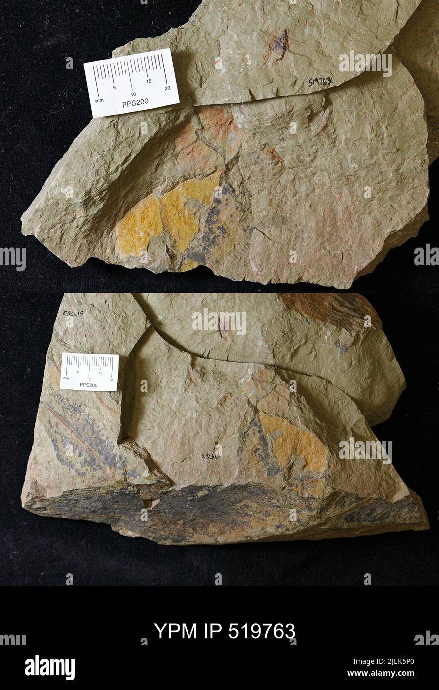 Paleontological behavior hi-res stock photography and images - Alamy