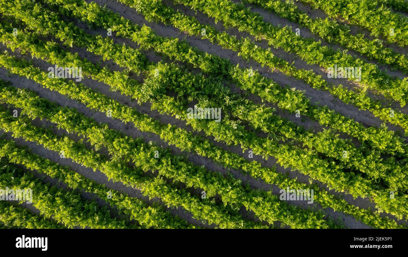 Aerial drone view to beds of green ripening potatoes bushes. Country ...