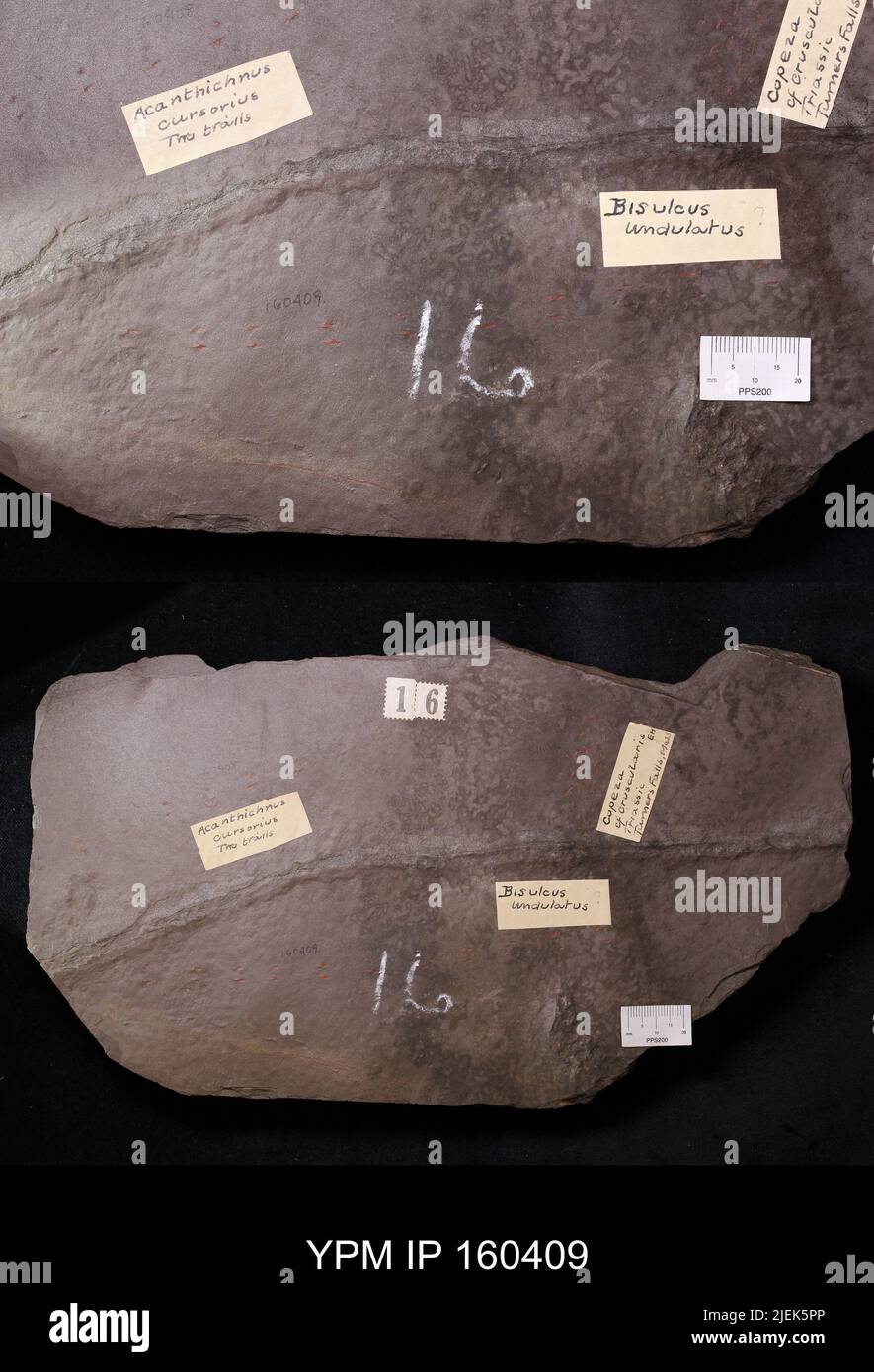 1858 ichnofossil hi-res stock photography and images - Alamy