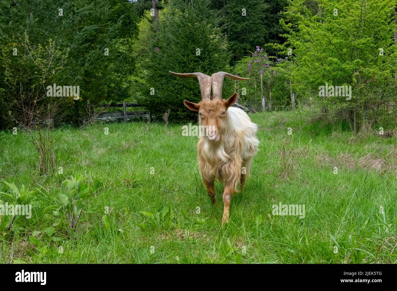 Goat walking forward hi-res stock photography and images - Alamy
