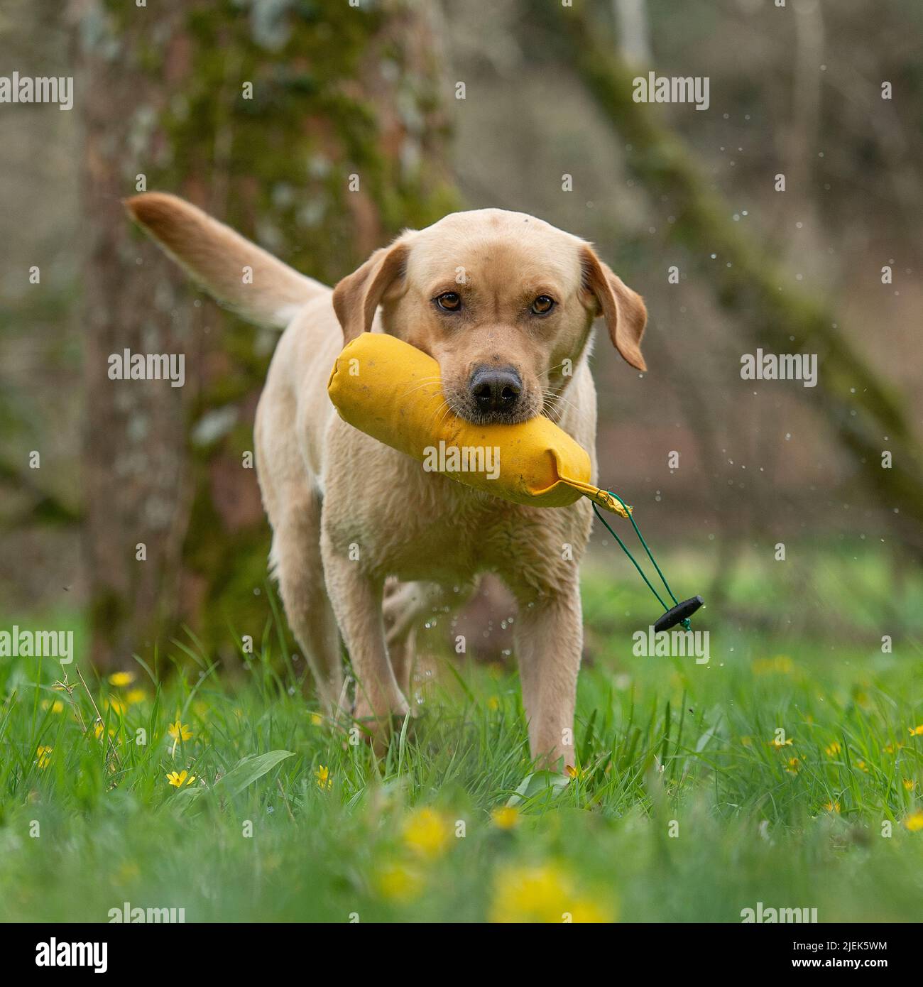 Labrador retriever retrieving dummy hi-res stock photography and images ...