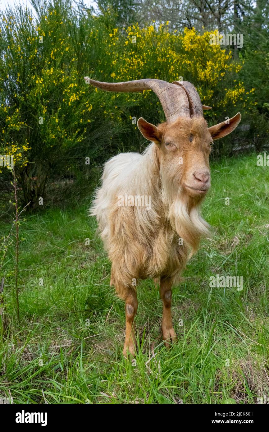 Issaquah, Washington, USA. A rare heritage breed, Golden Gurnsey billy ...