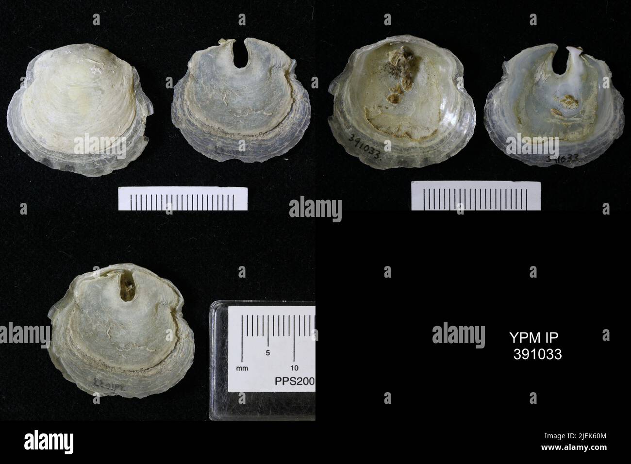 Anomia simplex dorbigny hi-res stock photography and images - Alamy
