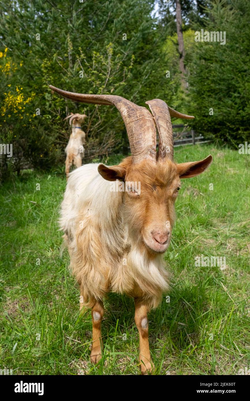 Front view goat standing hi-res stock photography and images - Alamy