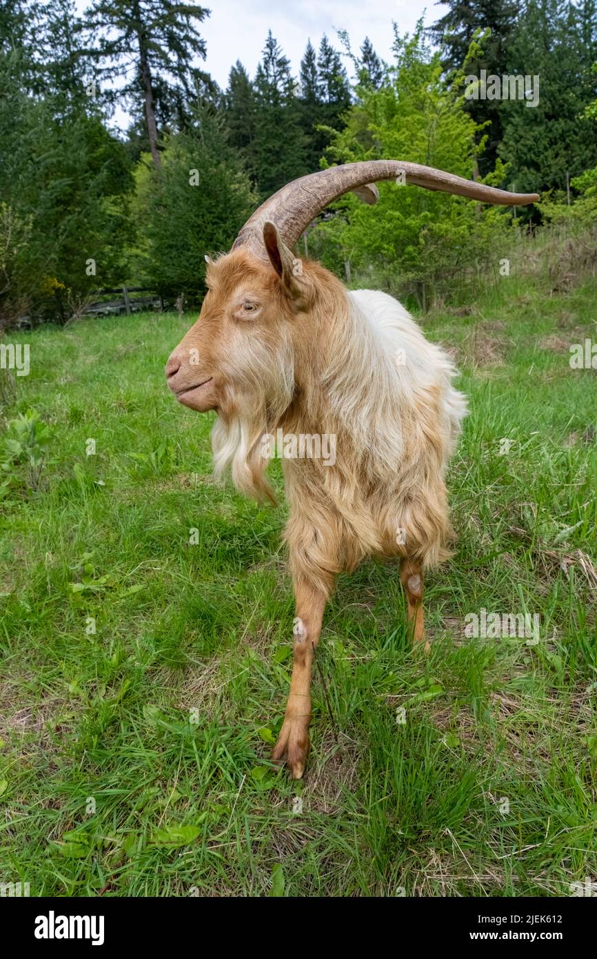 Issaquah, Washington, USA. A rare heritage breed, Golden Gurnsey billy ...