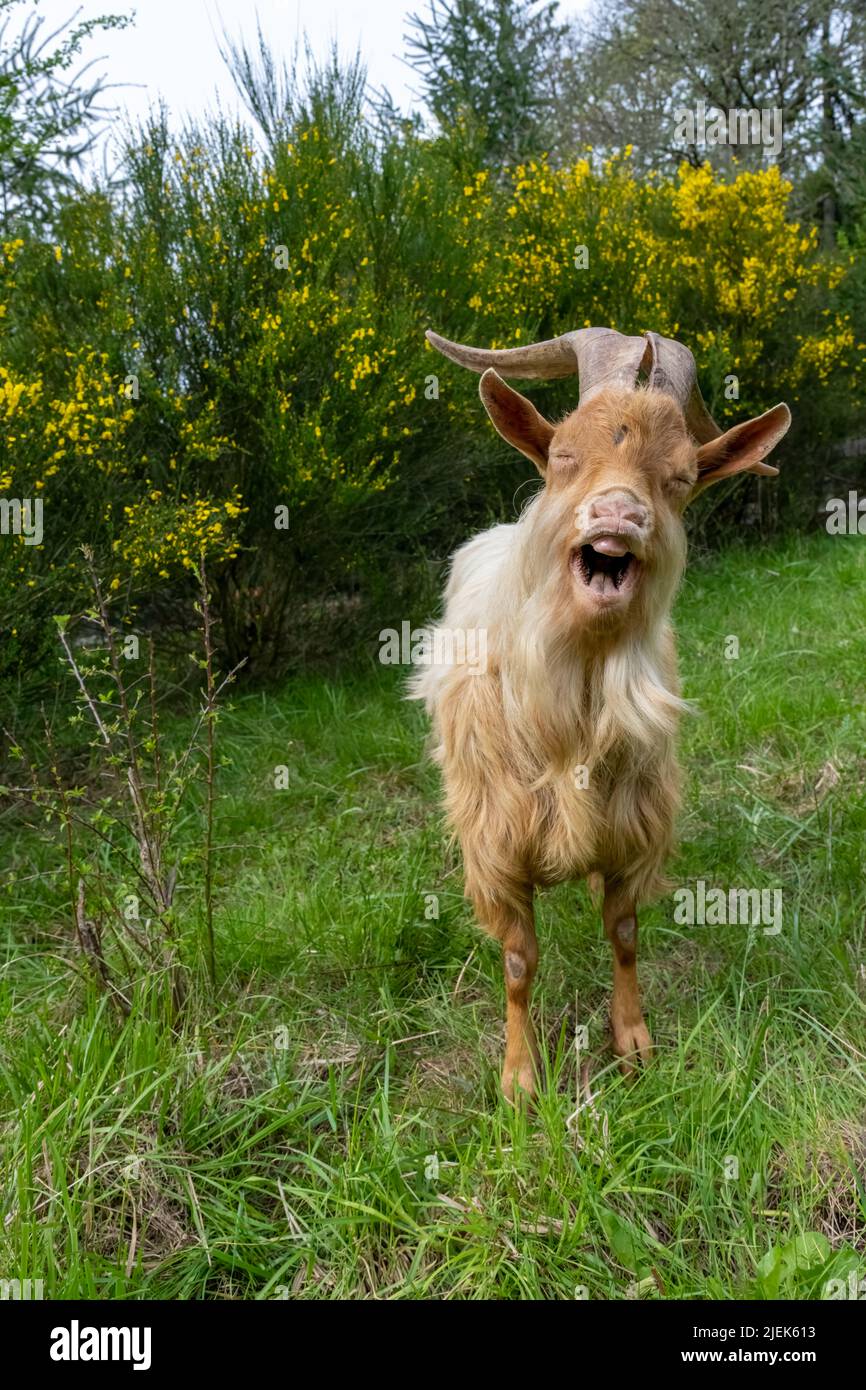 Issaquah, Washington, USA. A rare heritage breed, Golden Gurnsey billy ...