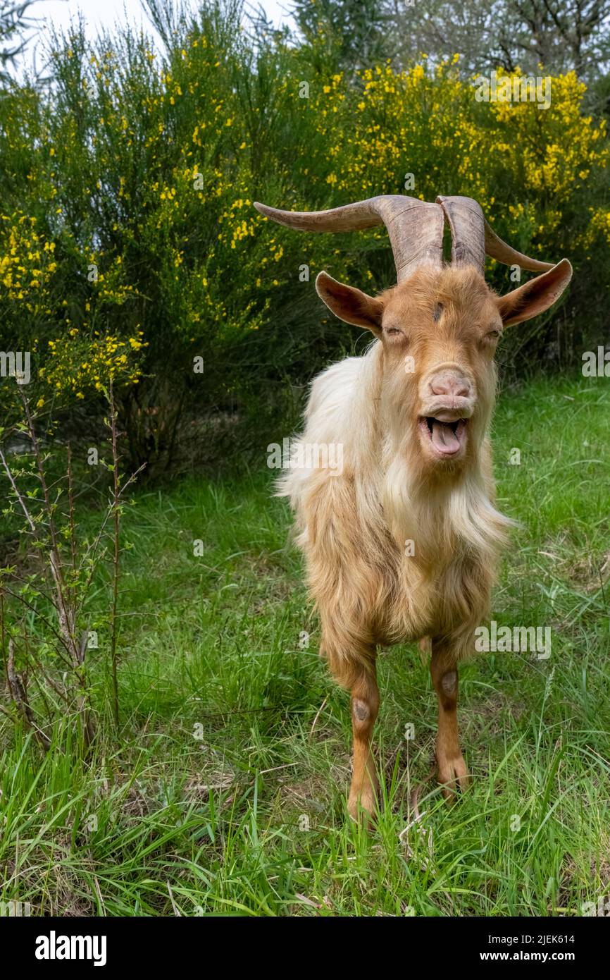 Issaquah, Washington, USA. A rare heritage breed, Golden Gurnsey billy ...
