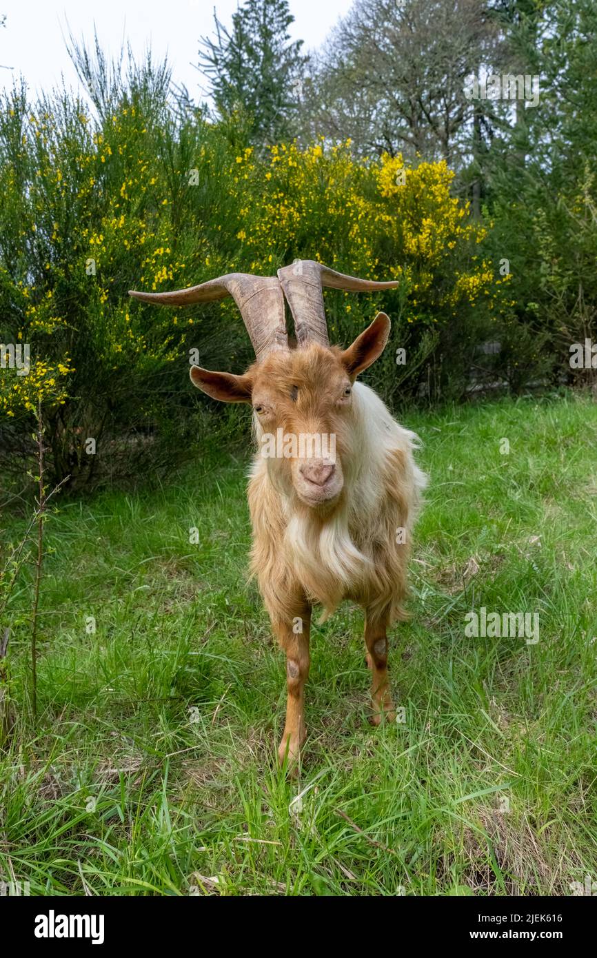 Issaquah, Washington, USA. A rare heritage breed, Golden Gurnsey billy ...