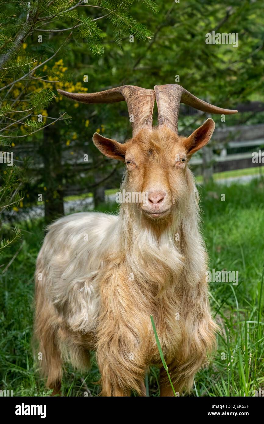 Issaquah, Washington, USA. A rare heritage breed, Golden Gurnsey billy ...