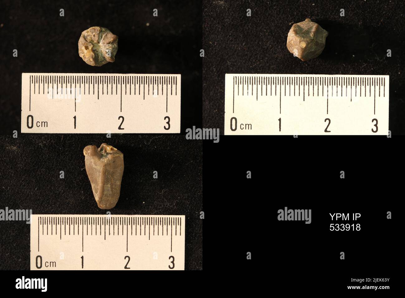 Stephanocrinus angulatus Conrad, 1842 Stock Photo - Alamy