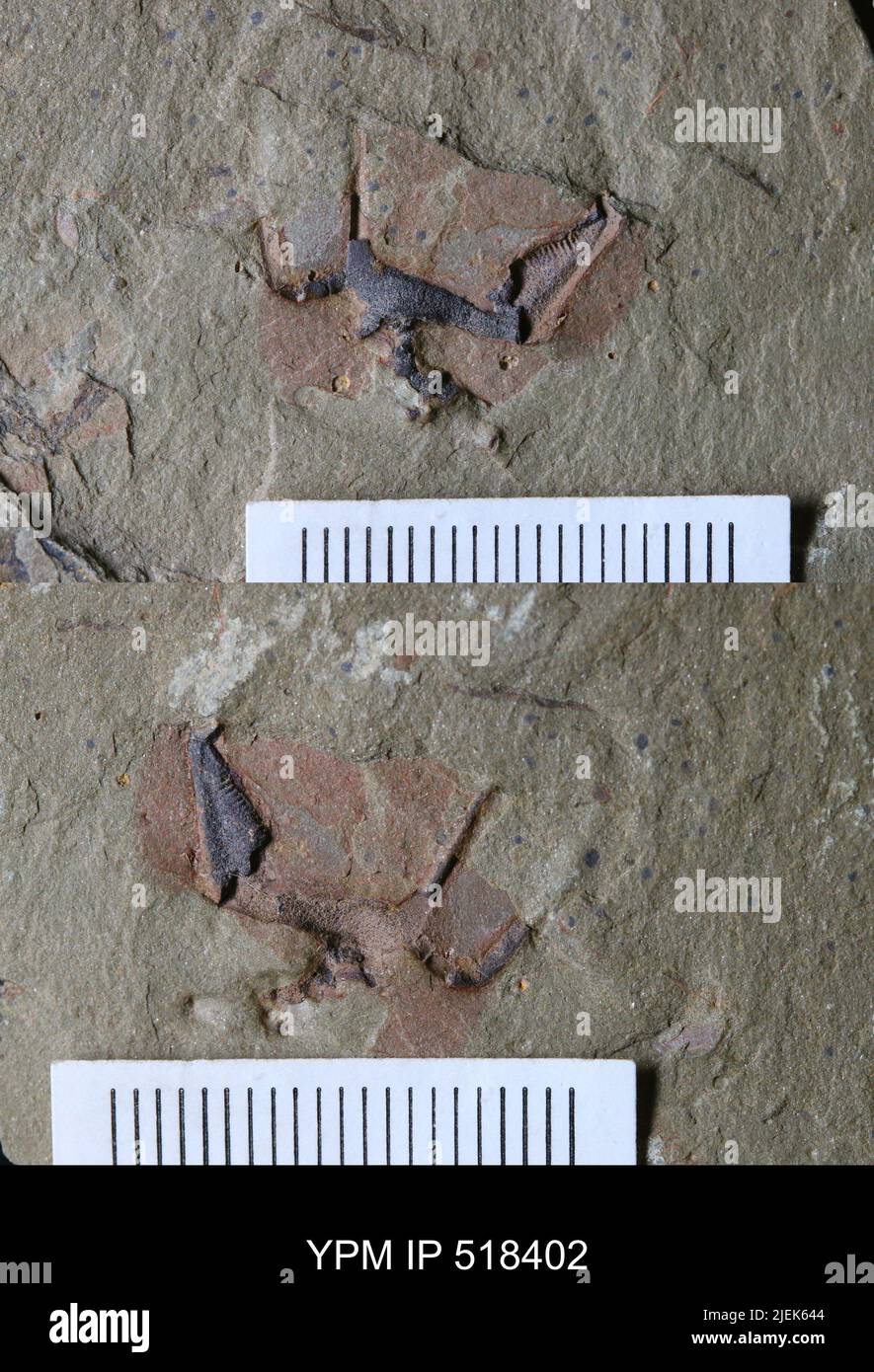 Cothurnocystis sp animalia hi-res stock photography and images - Alamy