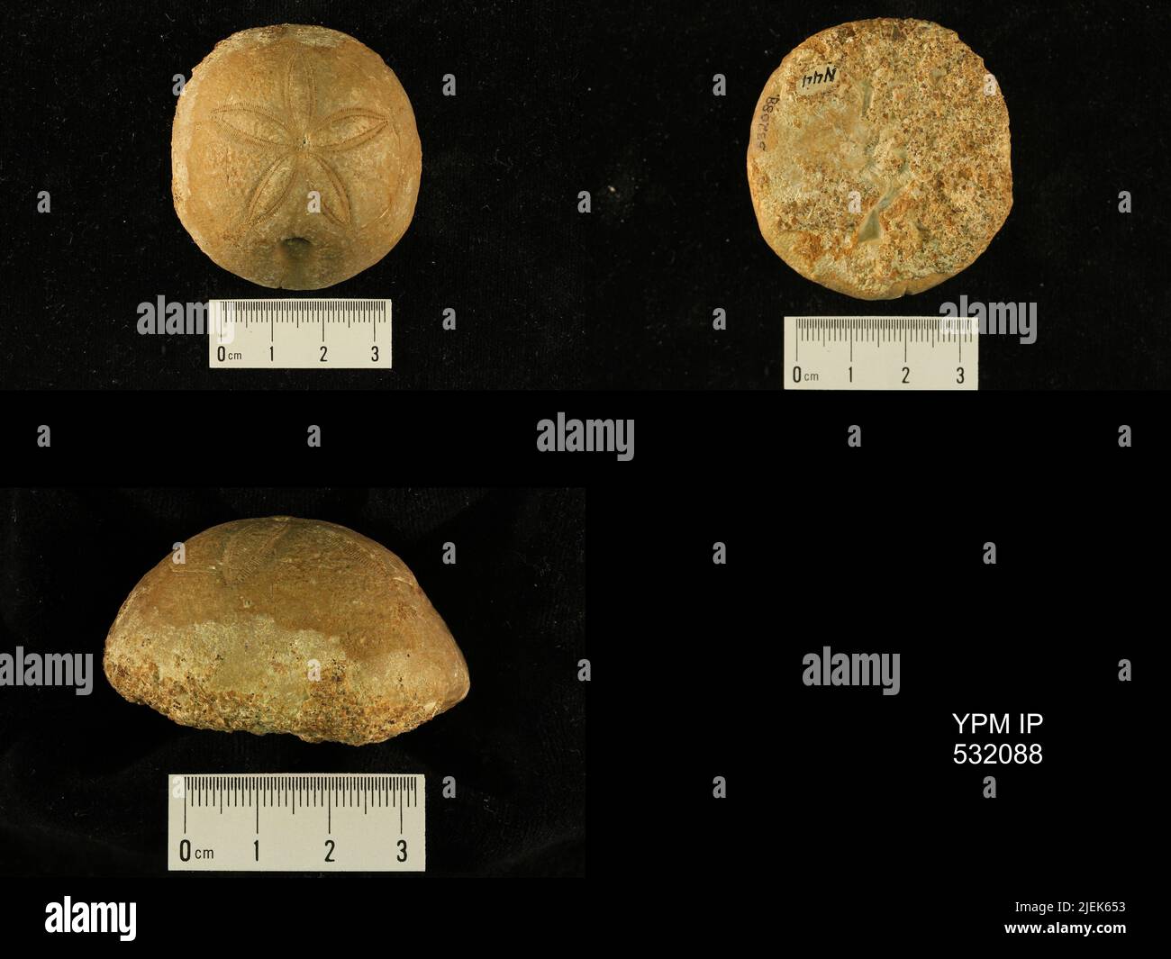 Subquadratus hi-res stock photography and images - Alamy