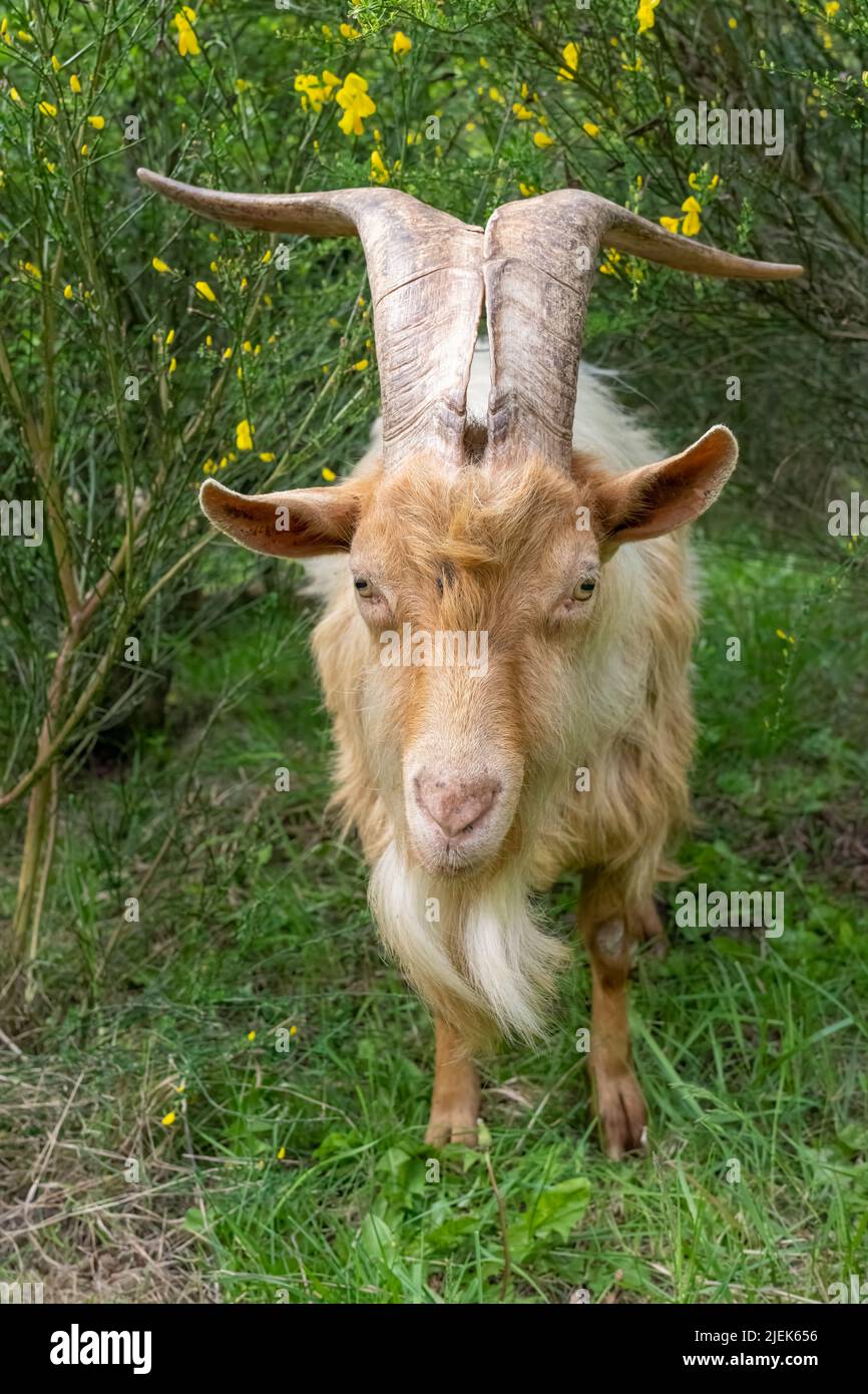 Broom beard grass hi-res stock photography and images - Alamy