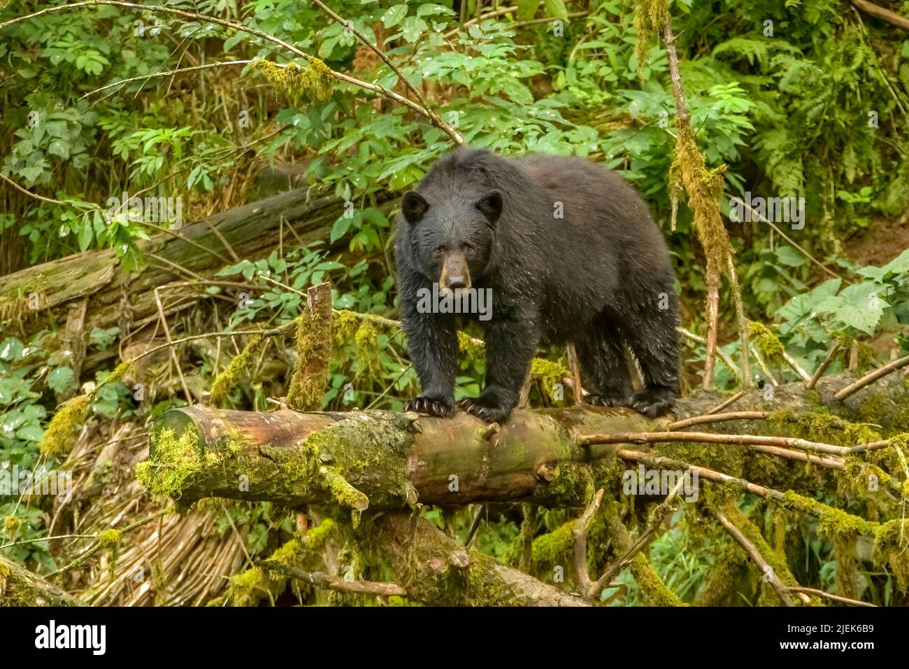 American black bear log hi-res stock photography and images - Alamy