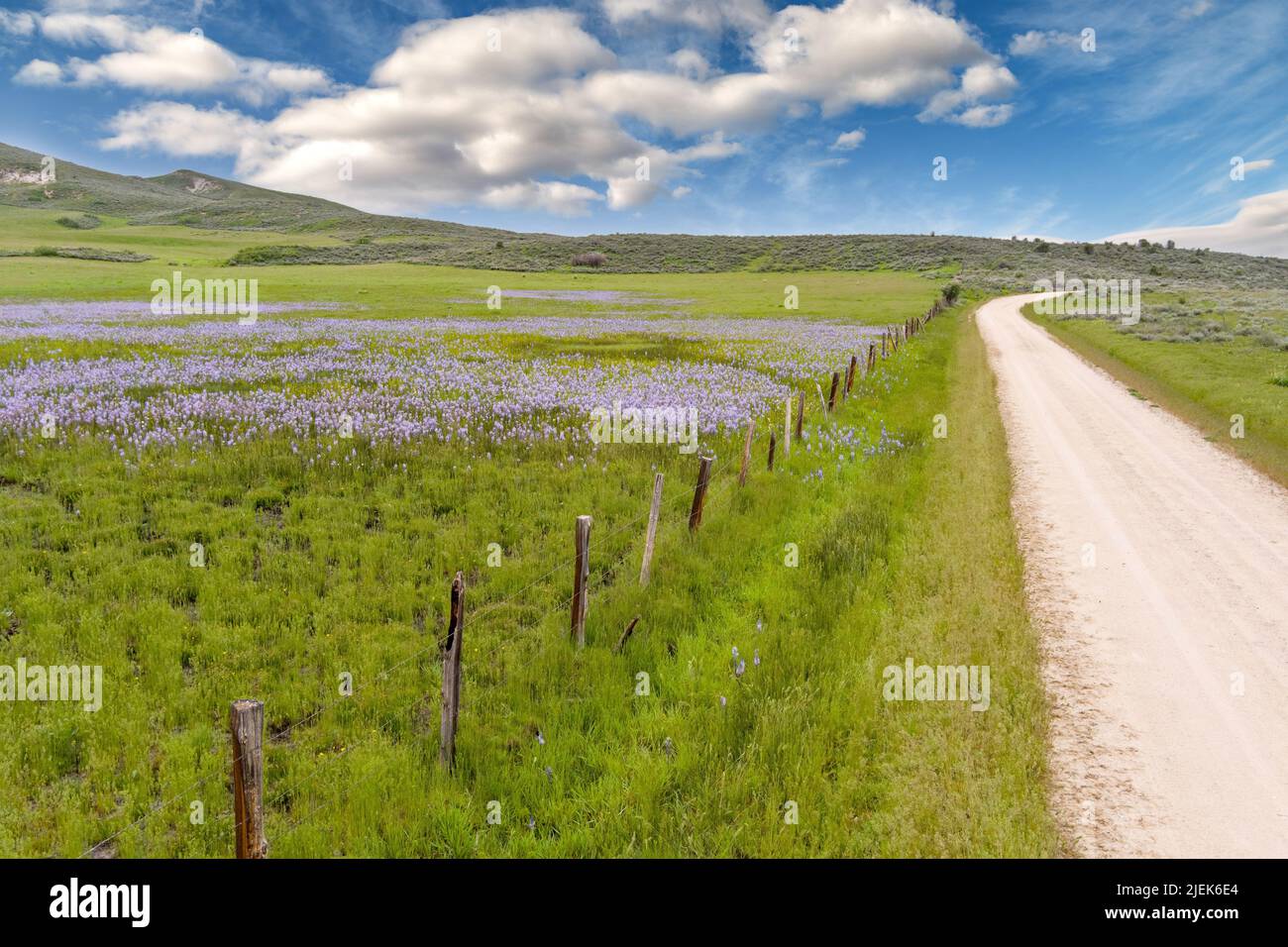 Wild flowers in spring along the edge of a road Stock Photo - Alamy