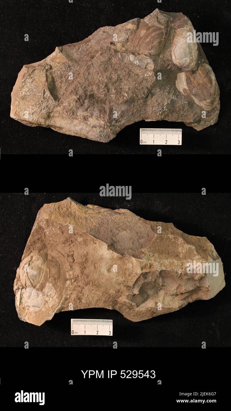 Myidae hi-res stock photography and images - Alamy