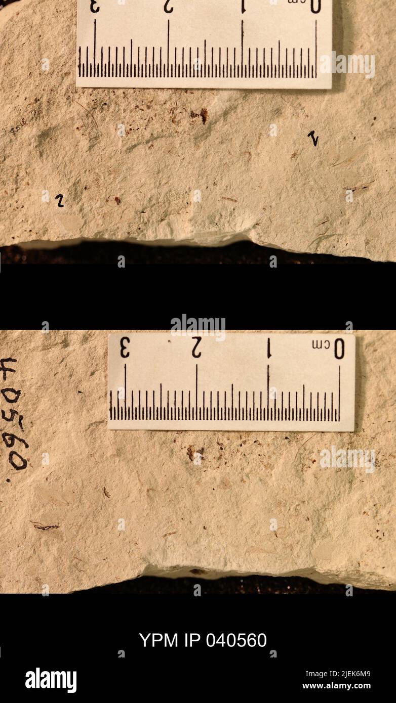 Tillyard hi-res stock photography and images - Alamy