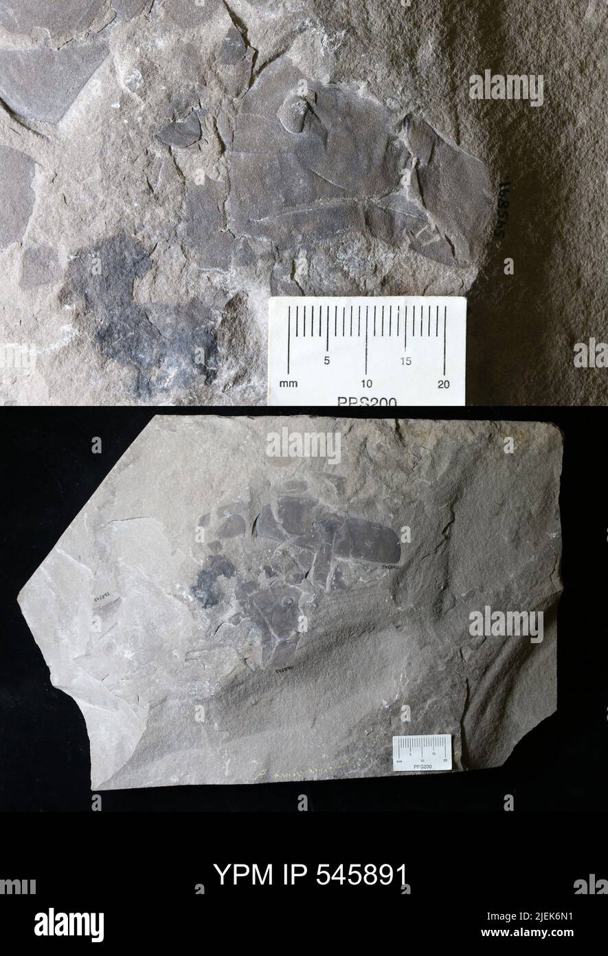 Eurypterus sp animalia hi-res stock photography and images - Alamy