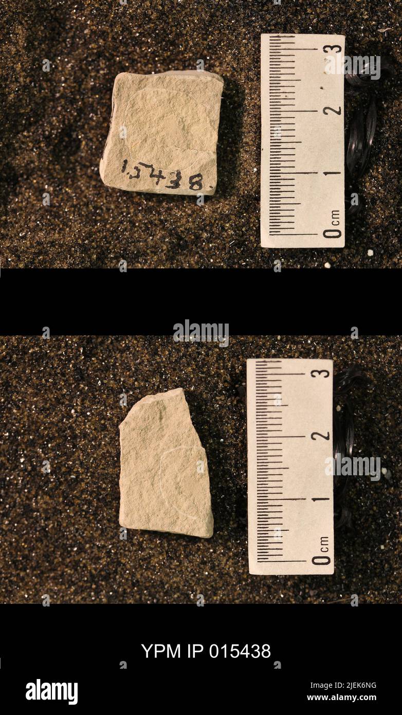 Hexapoda. IPC.01784: Kansas. Dickinson County. near top of Wellington ...