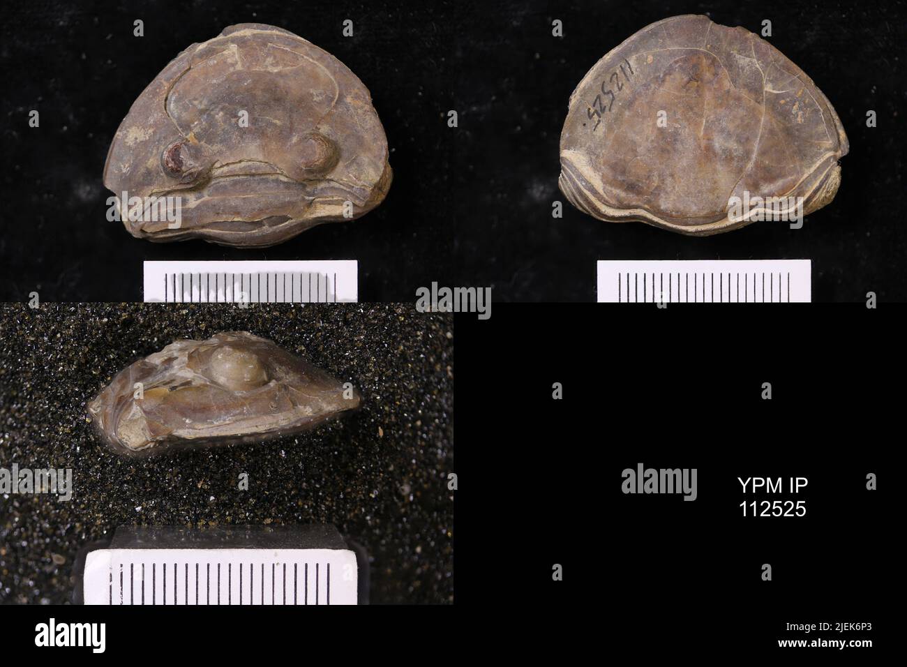 Isotelus maximus animalia hi-res stock photography and images - Alamy