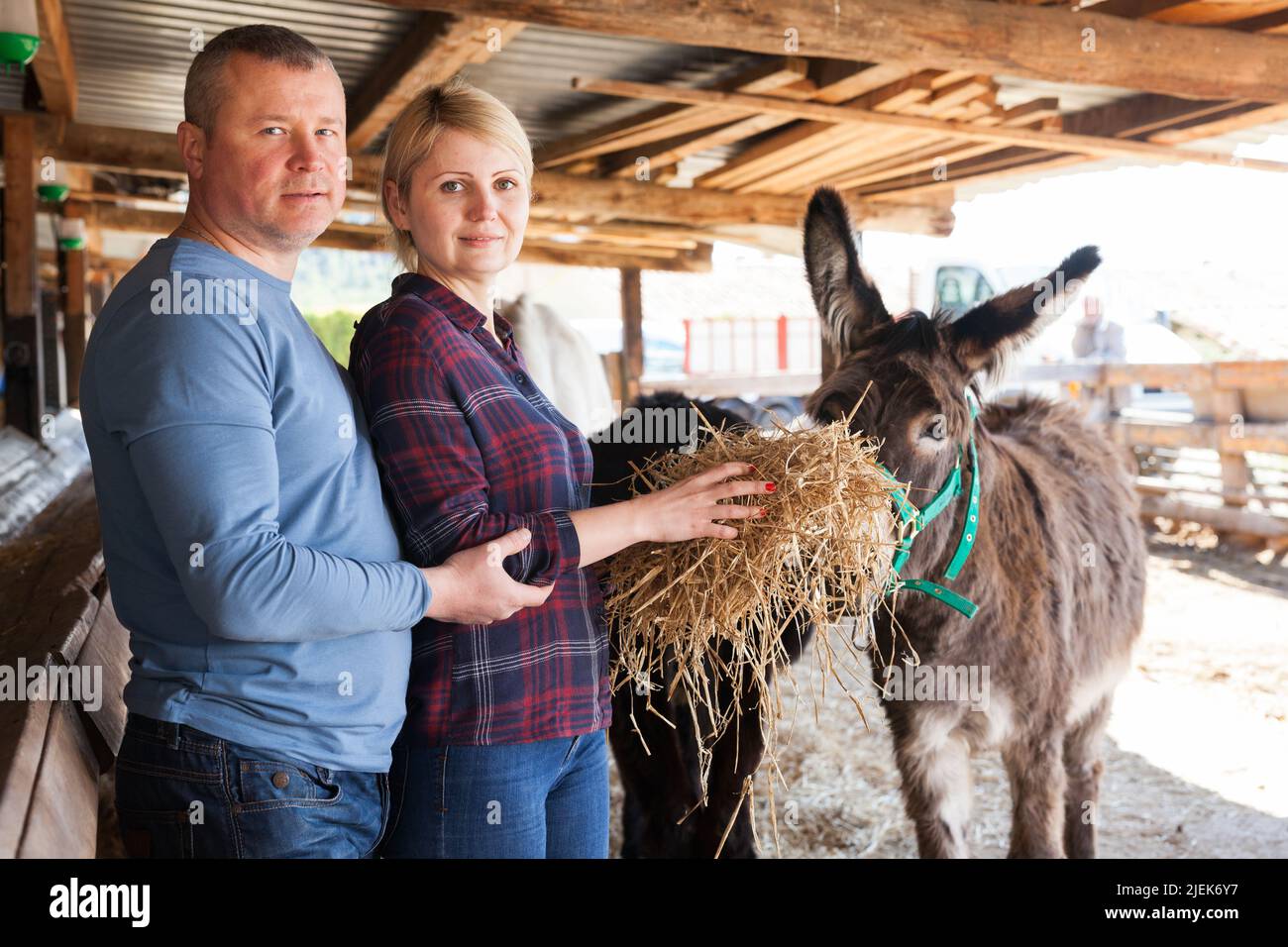 Couple feeding donkeys on farm Stock Photo - Alamy