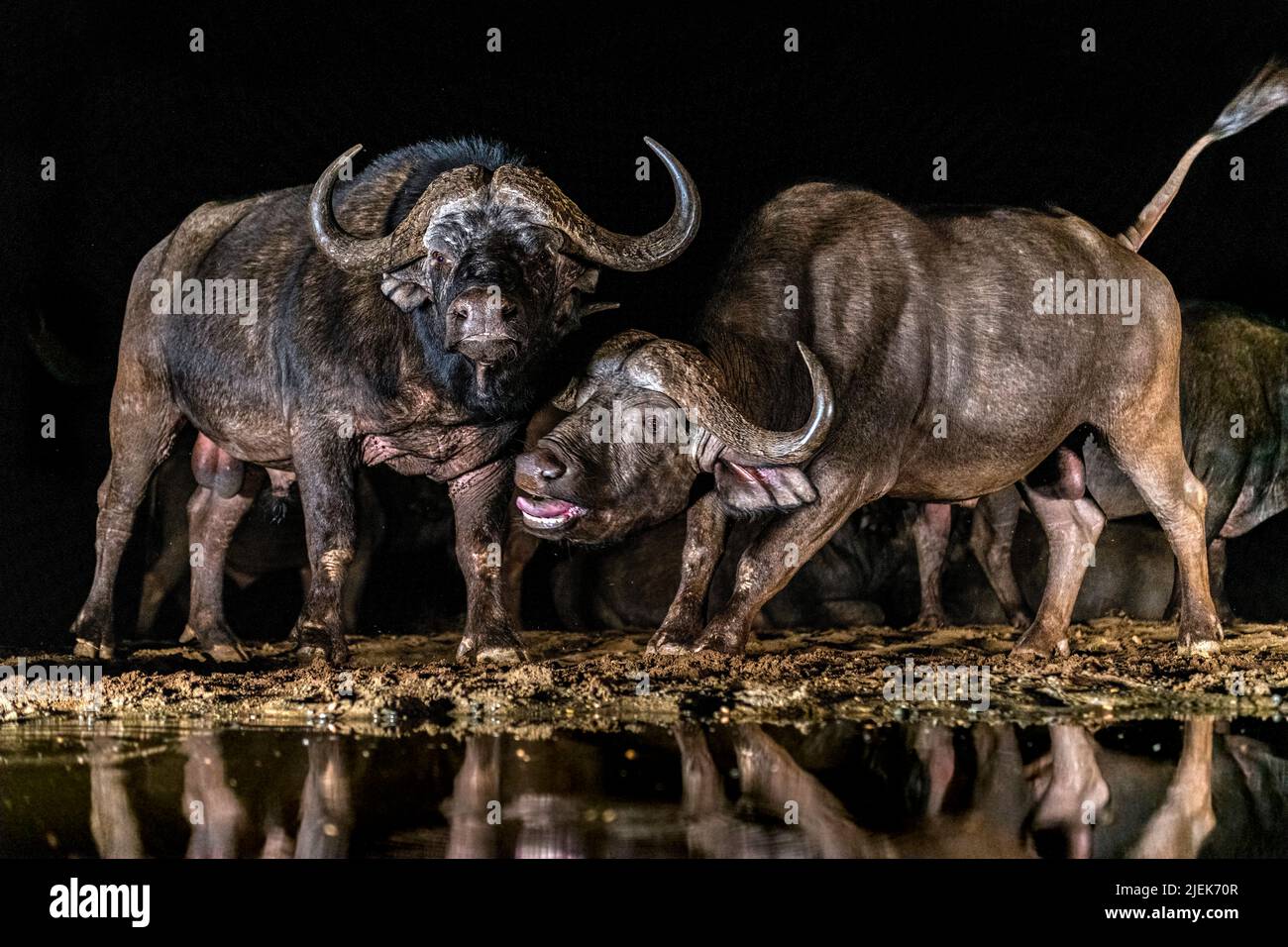 Male cape buffalo (Syncerus caffer) displaying in Zimanga Private Reserve, South Africa Stock ...