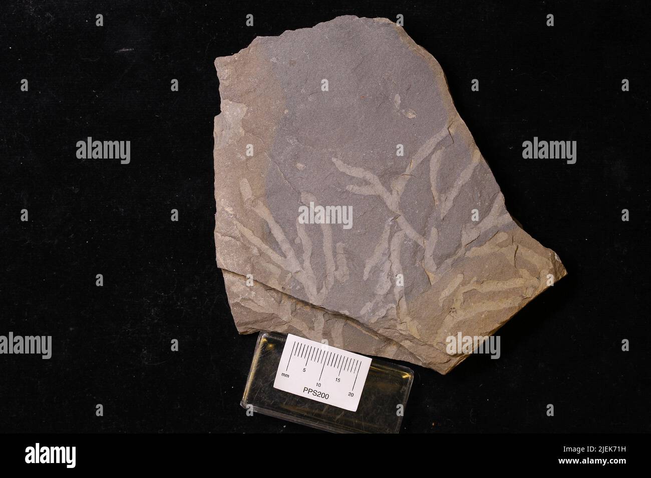 Chondrites hi-res stock photography and images - Alamy