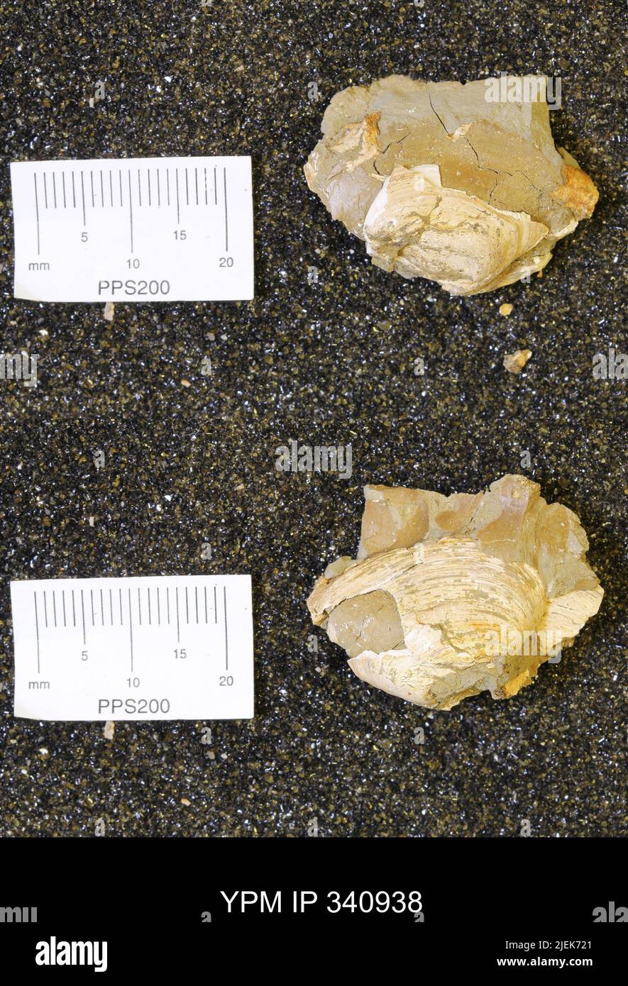 Corbicula sp hi-res stock photography and images - Alamy