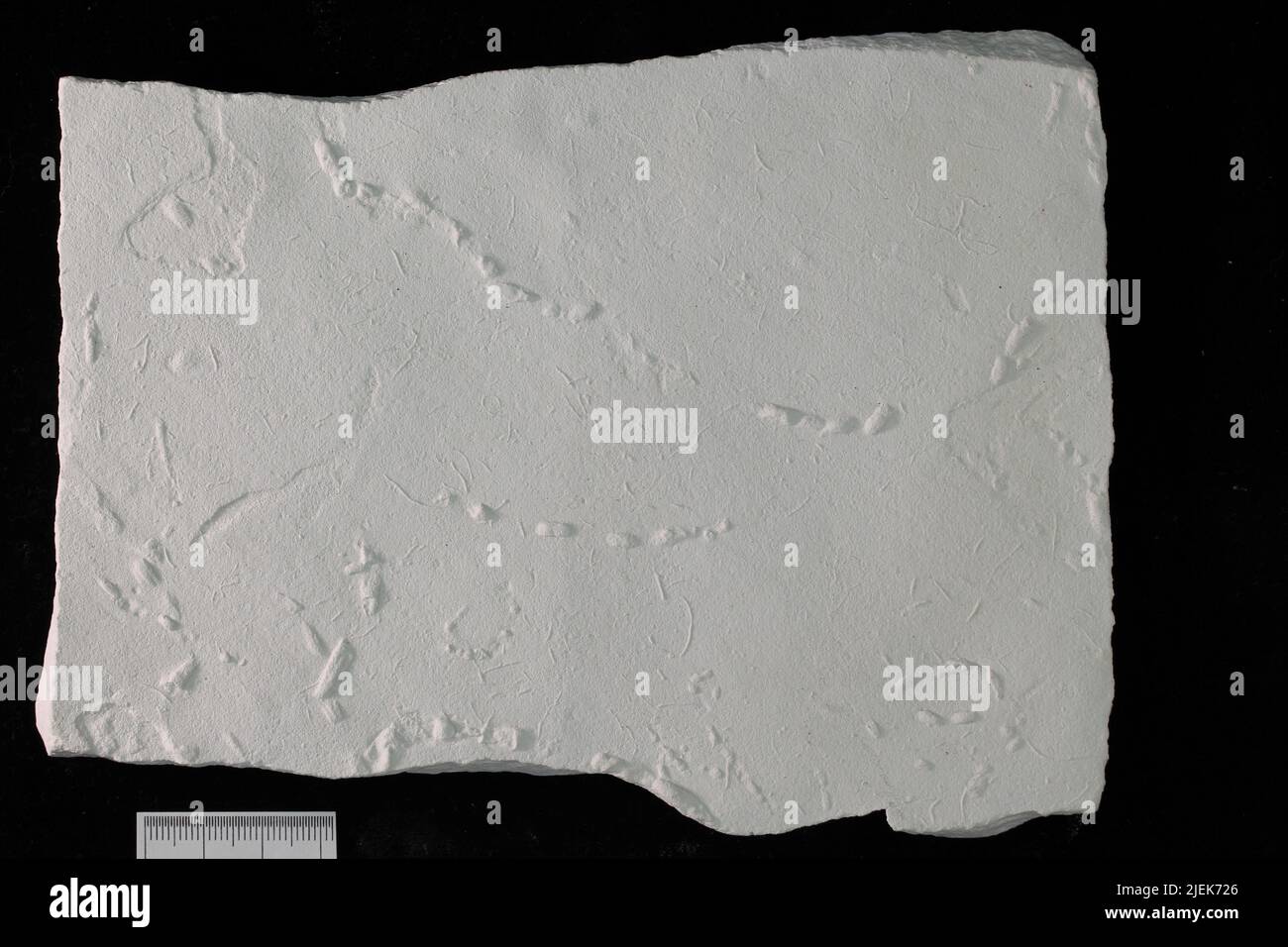 Cf treptichnus pedum hi-res stock photography and images - Alamy