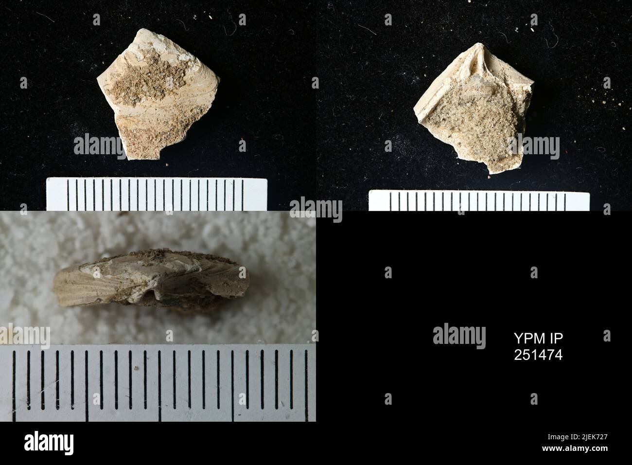 Astarte cuneiformis animalia hi-res stock photography and images - Alamy