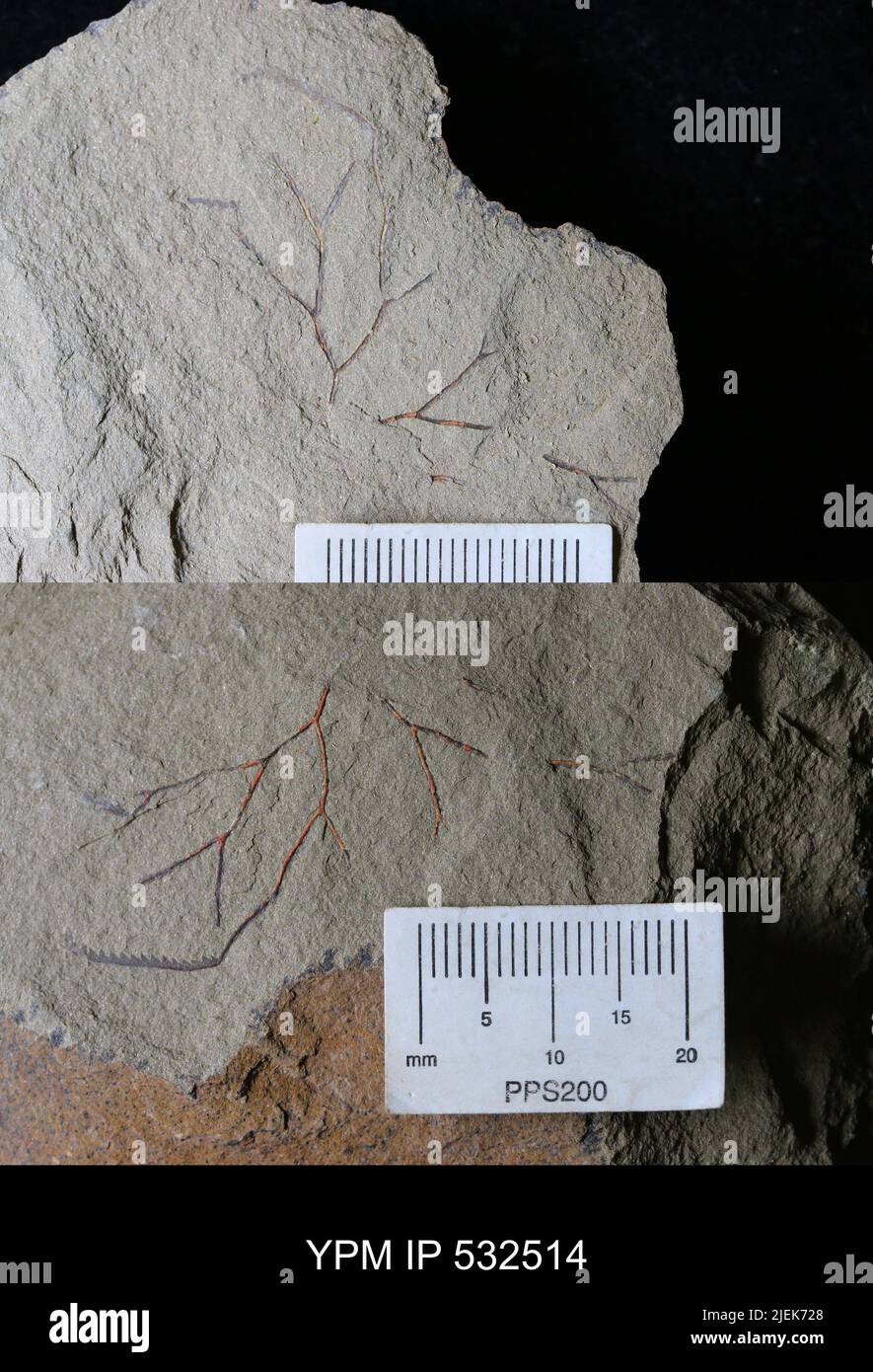 Graptolithina graptolites hi-res stock photography and images - Alamy