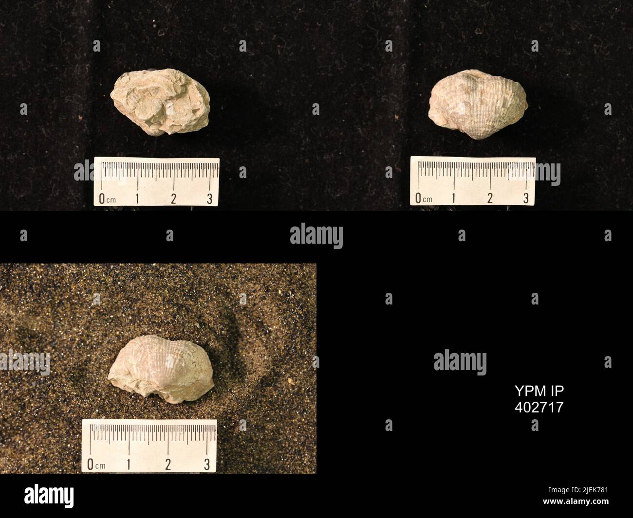 Ancient shell structures hi-res stock photography and images - Alamy