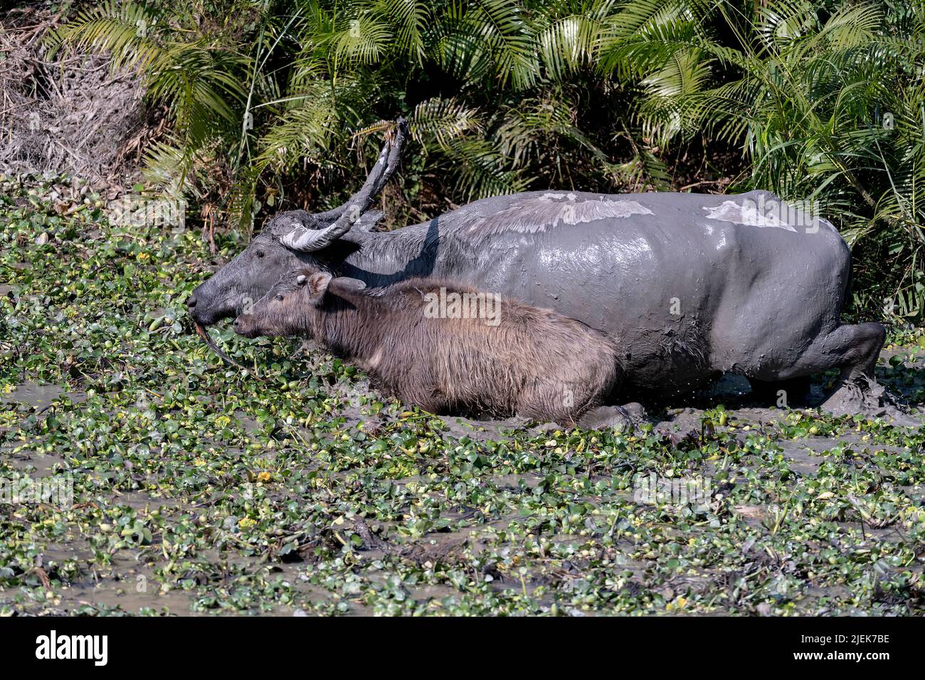 Wild water buffaloes, mother and off-spring, (Bubalus arnee) from ...