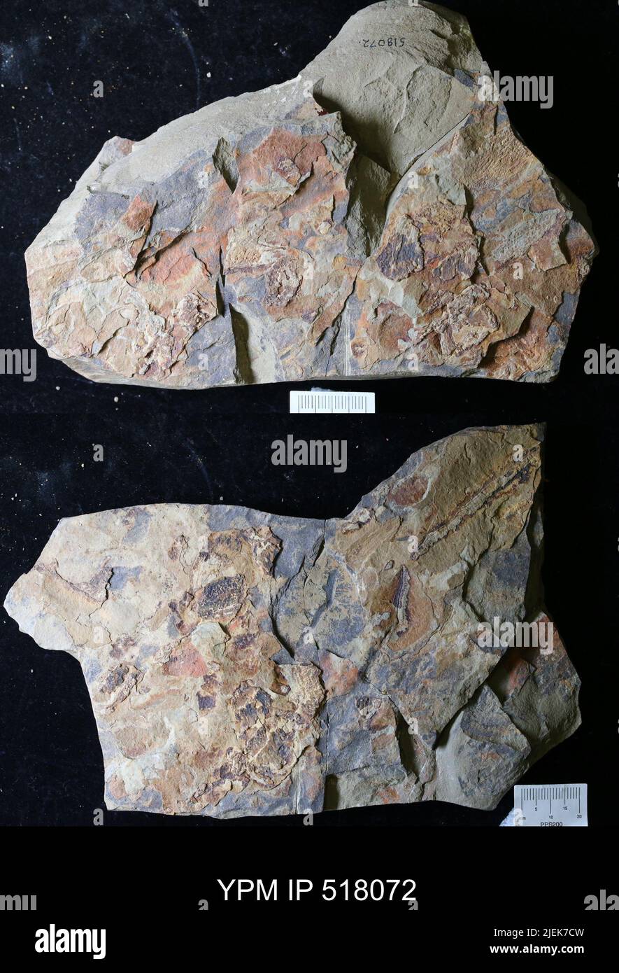 Undet ichnofossil ichnofossil ichnofossils hi-res stock photography and ...