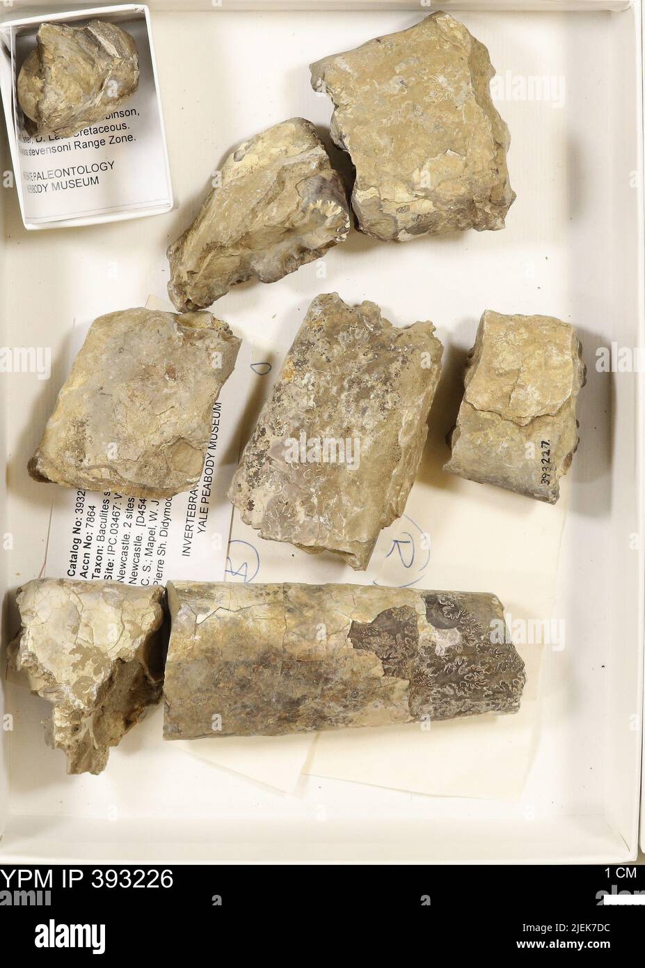 Baculites sp animalia hi-res stock photography and images - Alamy