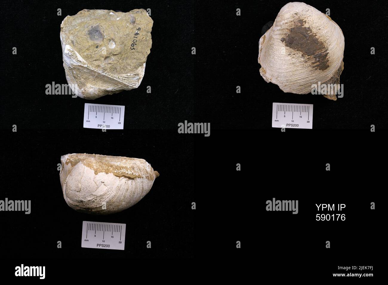 Cucullaea sp animalia hi-res stock photography and images - Alamy