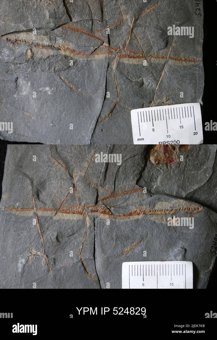 Graptoloidea hi-res stock photography and images - Alamy