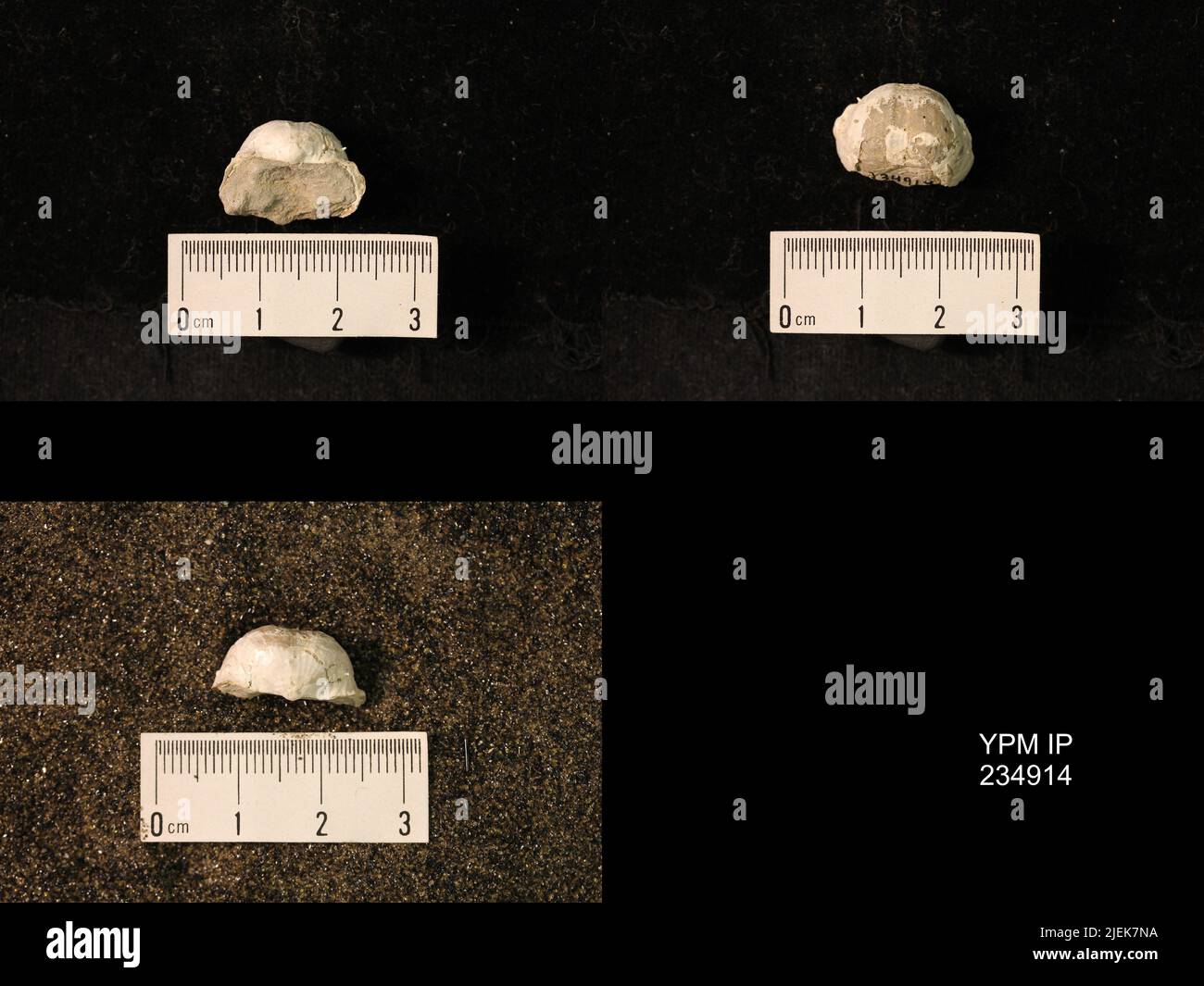 Marginifera fragilis Dunbar & Condra Stock Photo - Alamy
