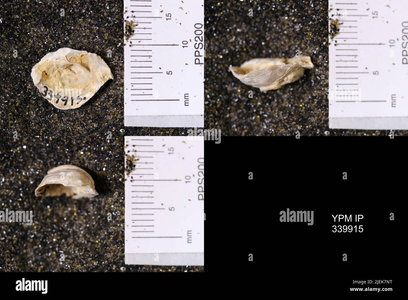 Exogyra hi-res stock photography and images - Alamy