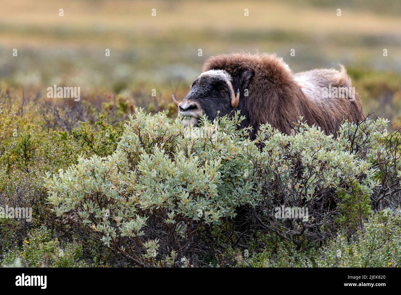 Male muskox (Ovibos moschatus) feeding on Salix aat Dovrefjell, Norway ...