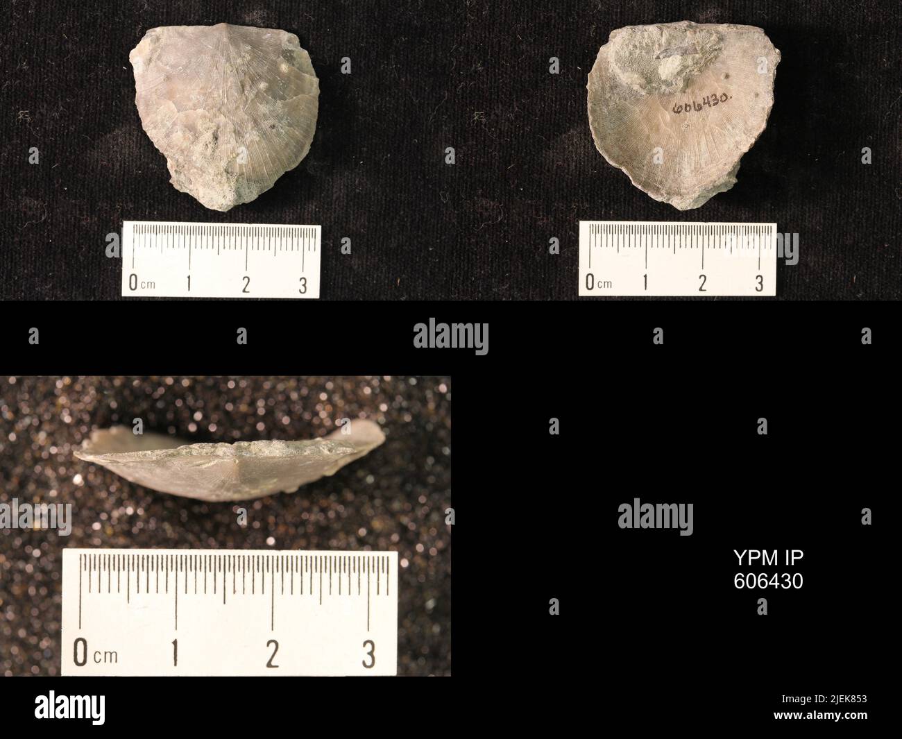 Rafinesquina alternata hi-res stock photography and images - Alamy