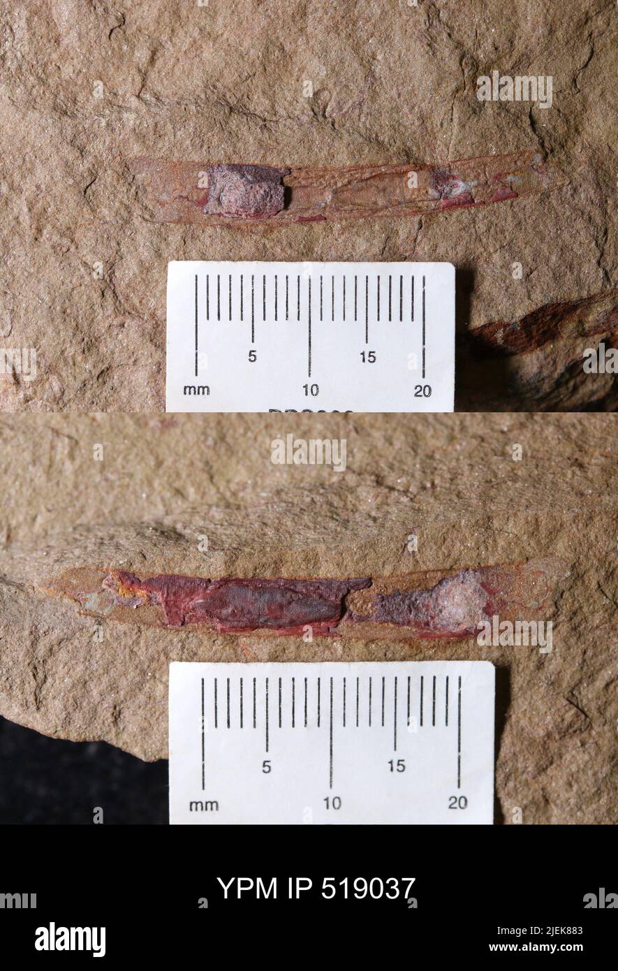 Sphenothallus sp animalia hi-res stock photography and images - Alamy