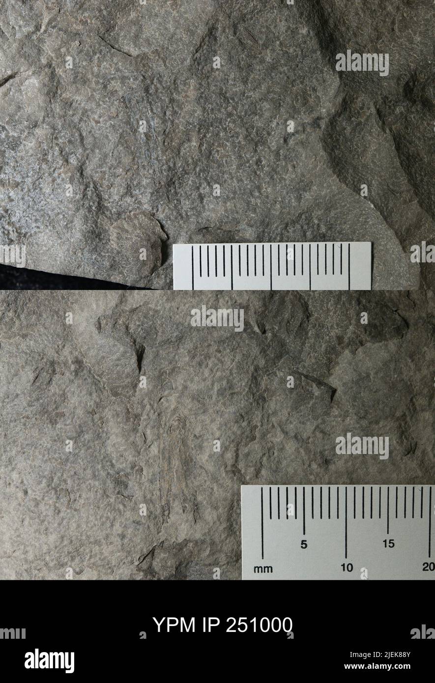 Subphylum crustacea hi-res stock photography and images - Alamy