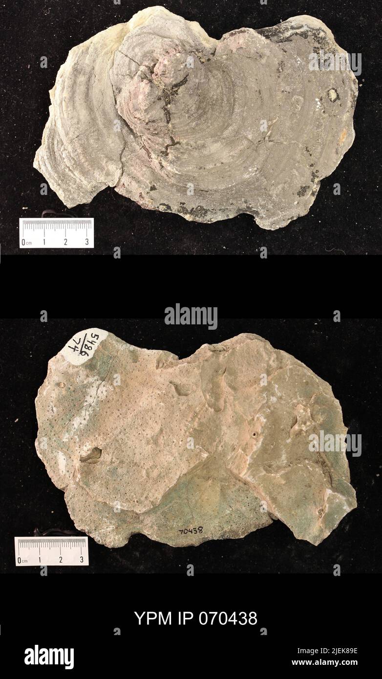 Heliolites nucella Foerste Stock Photo - Alamy