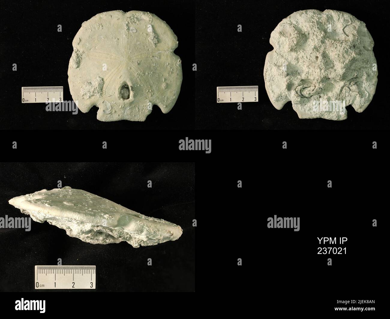 Encope hi-res stock photography and images - Alamy