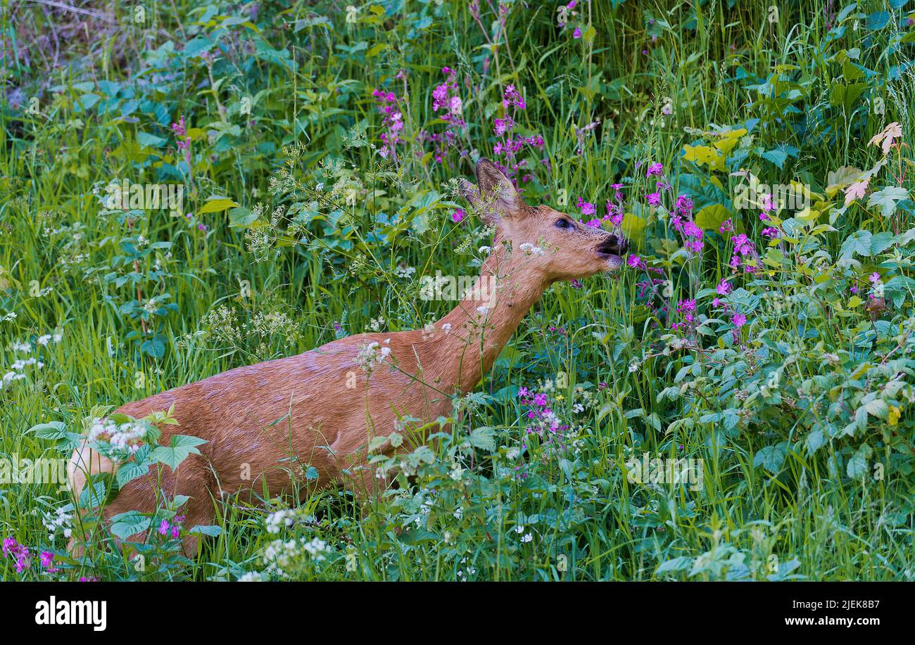 An European roe deer (Capreolus capreolus) feeds in a flowe field in ...
