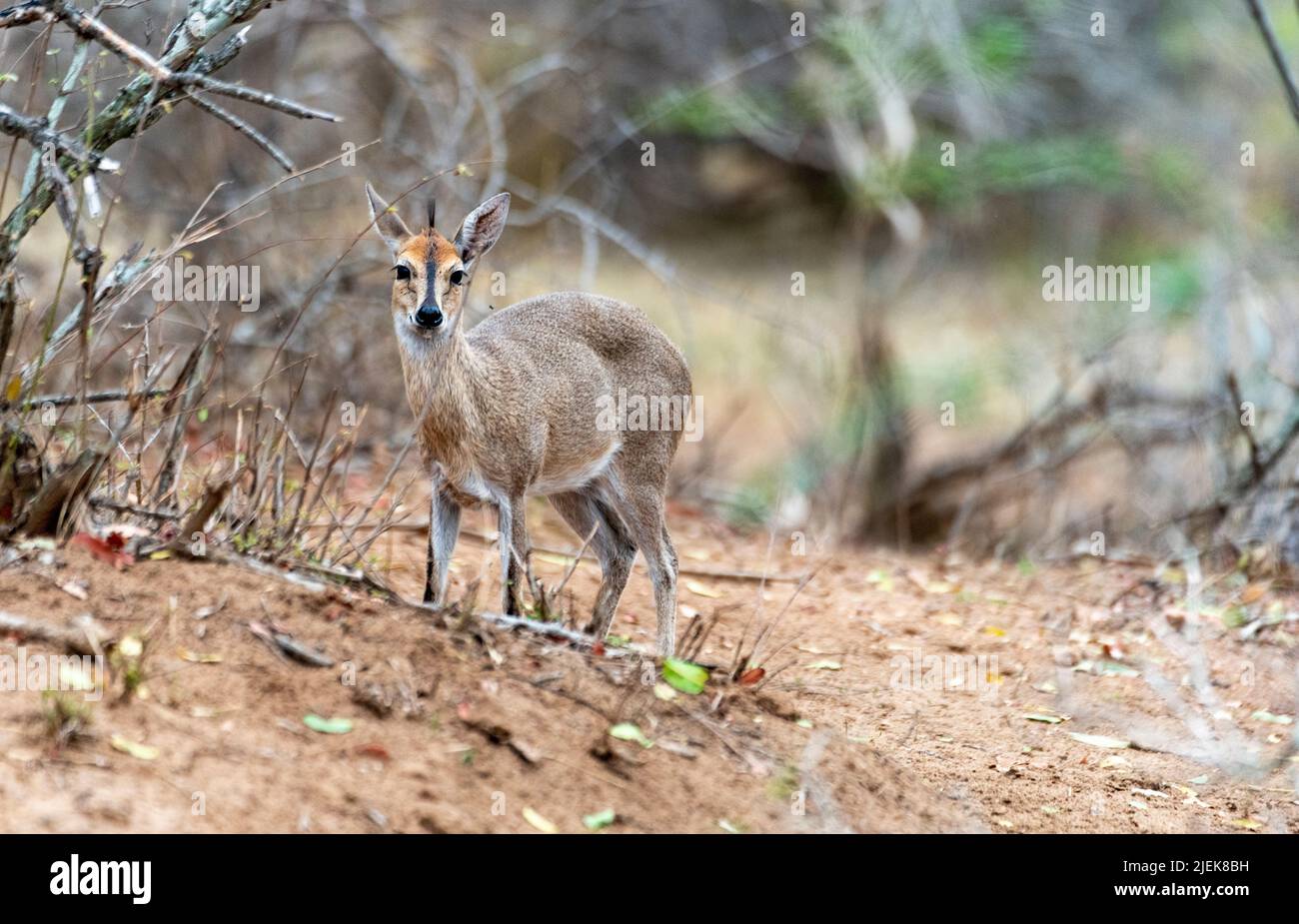 Duicker hi-res stock photography and images - Alamy