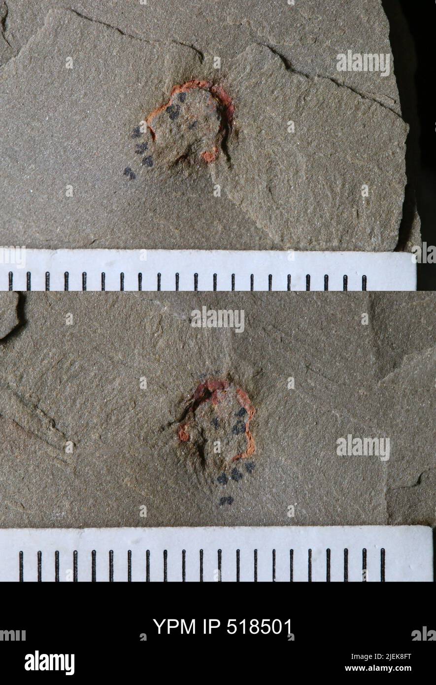 Trace fossil burrow hi-res stock photography and images - Alamy